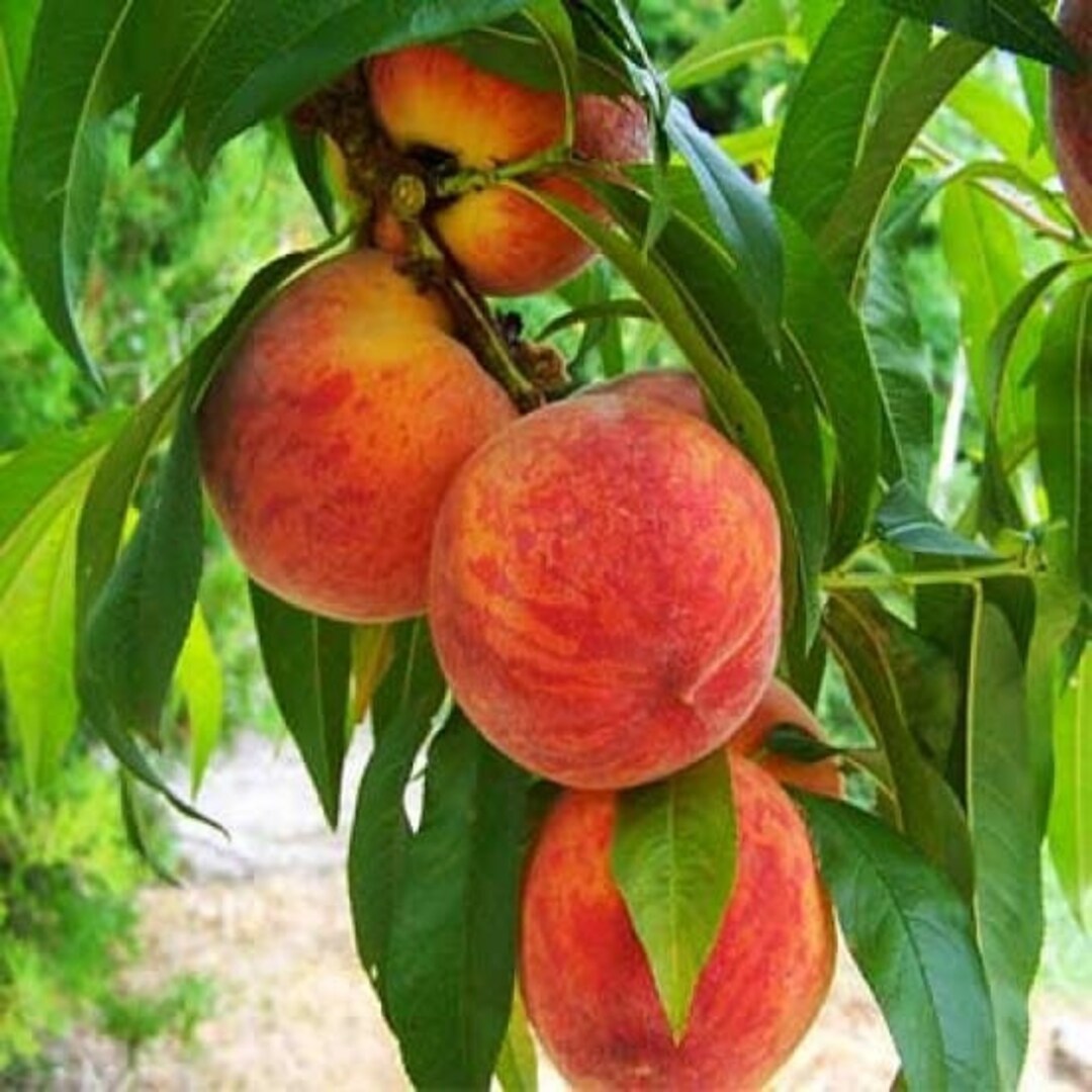 PEACH TREE (grafted) 4 Feet Tall - Etsy
