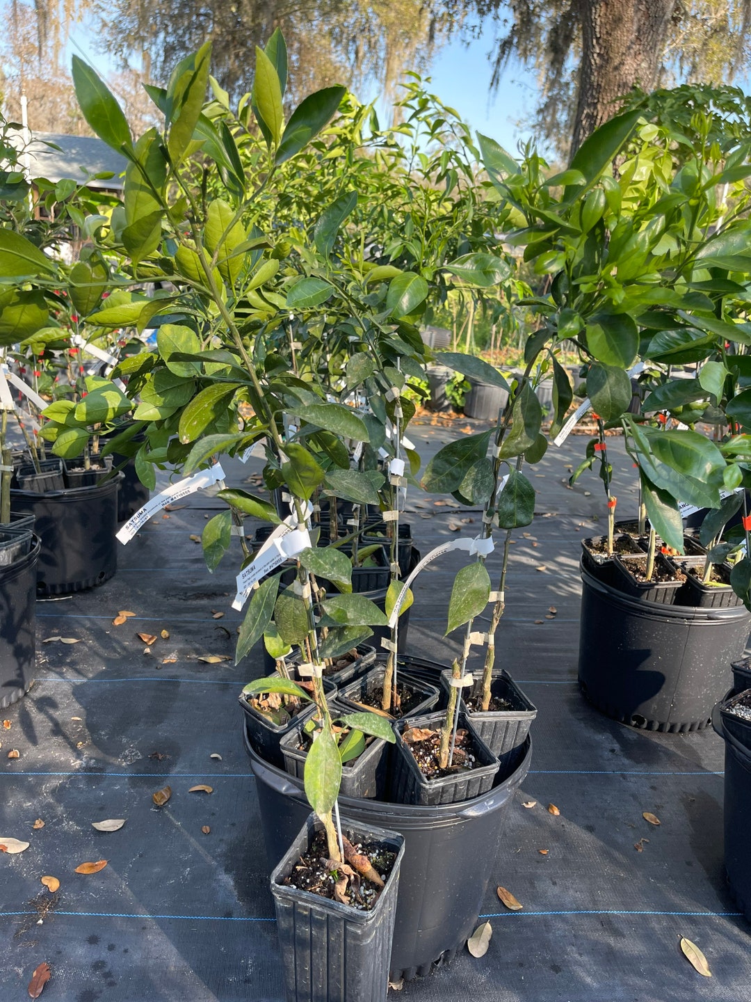 Satsuma Mandarin Tree (grafted) 3 Feet Tall. - Etsy