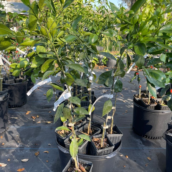 Owari Satsuma Mandarin Tree - Etsy