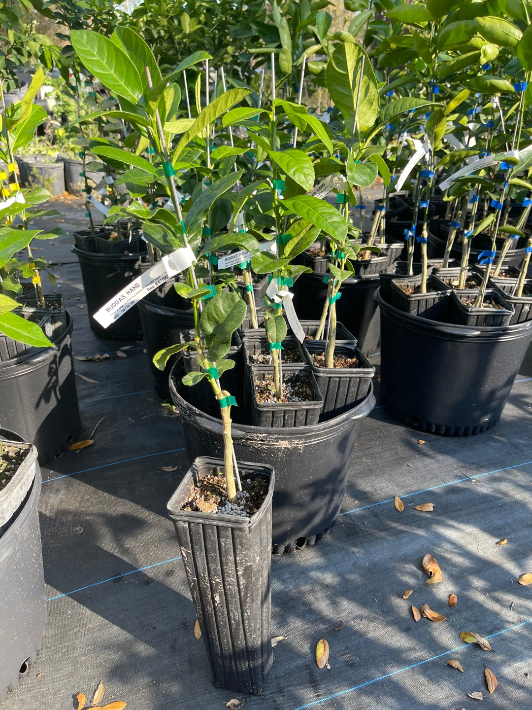 Buddha Hand Citrus Tree (grafted) 1-2 Feet Tall. - Etsy