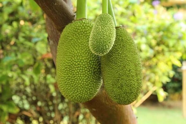 Jackfruit Tree- 3gallon- 2-3 Feet Tall - Etsy