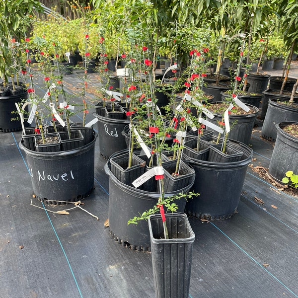 Finger Lime Plant - Etsy