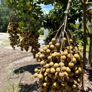 Fresh Longan Fruits From Florida 10 Pounds per Order free Shipping ...