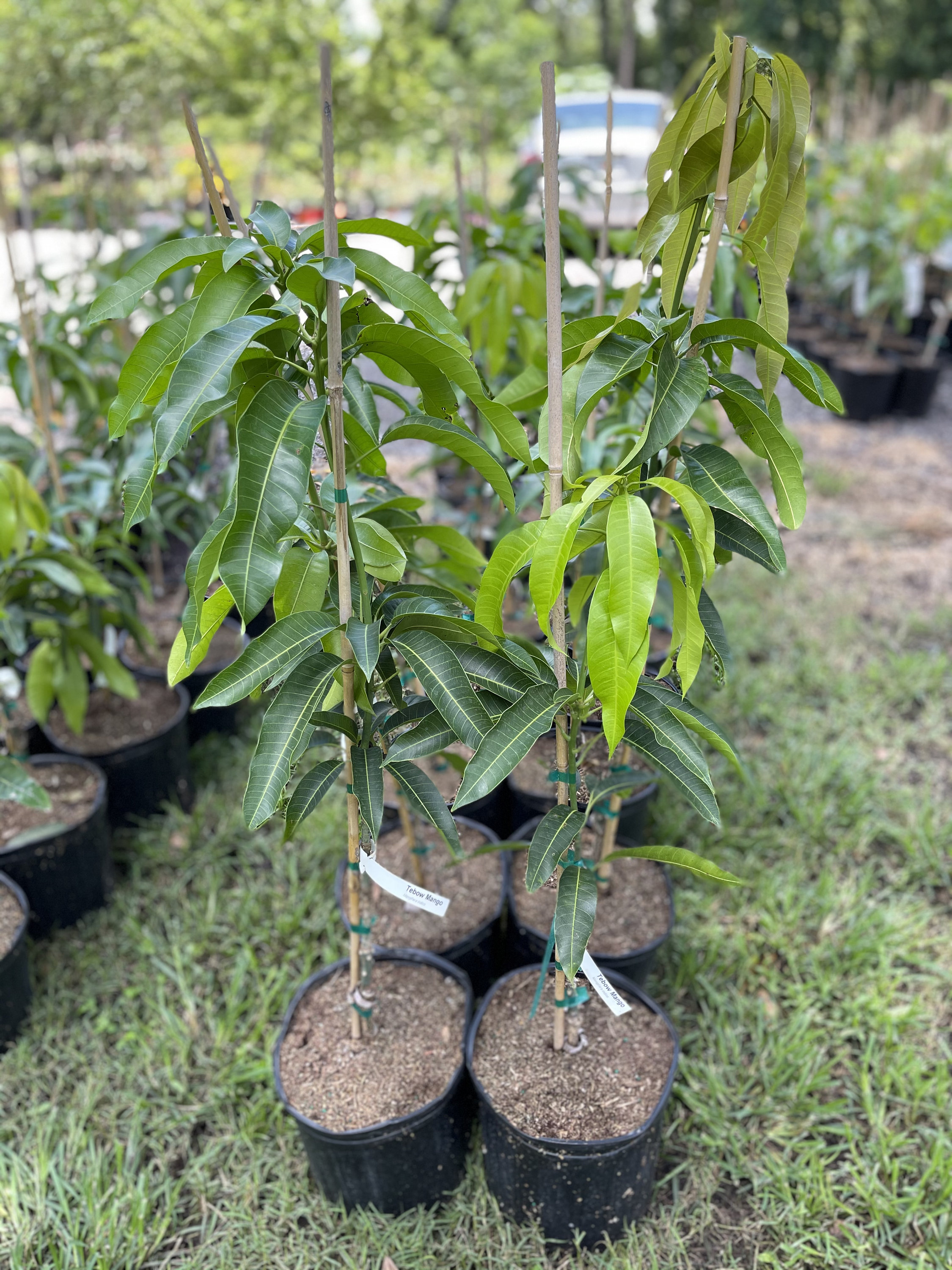 VALENCIA PRIDE MANGO Tree (Grafted) 3-4 feet tall. Free Shipping — Vườn ...