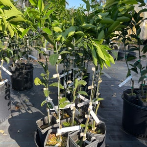 Ponkan Mandarin Tree (grafted) 3 Feet Tall. - Etsy