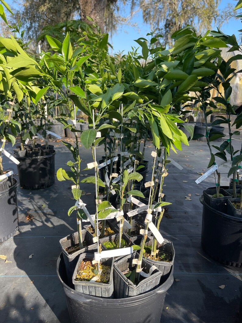 Ponkan Mandarin Tree grafted 3 Feet Tall. Free Shipping. - Etsy