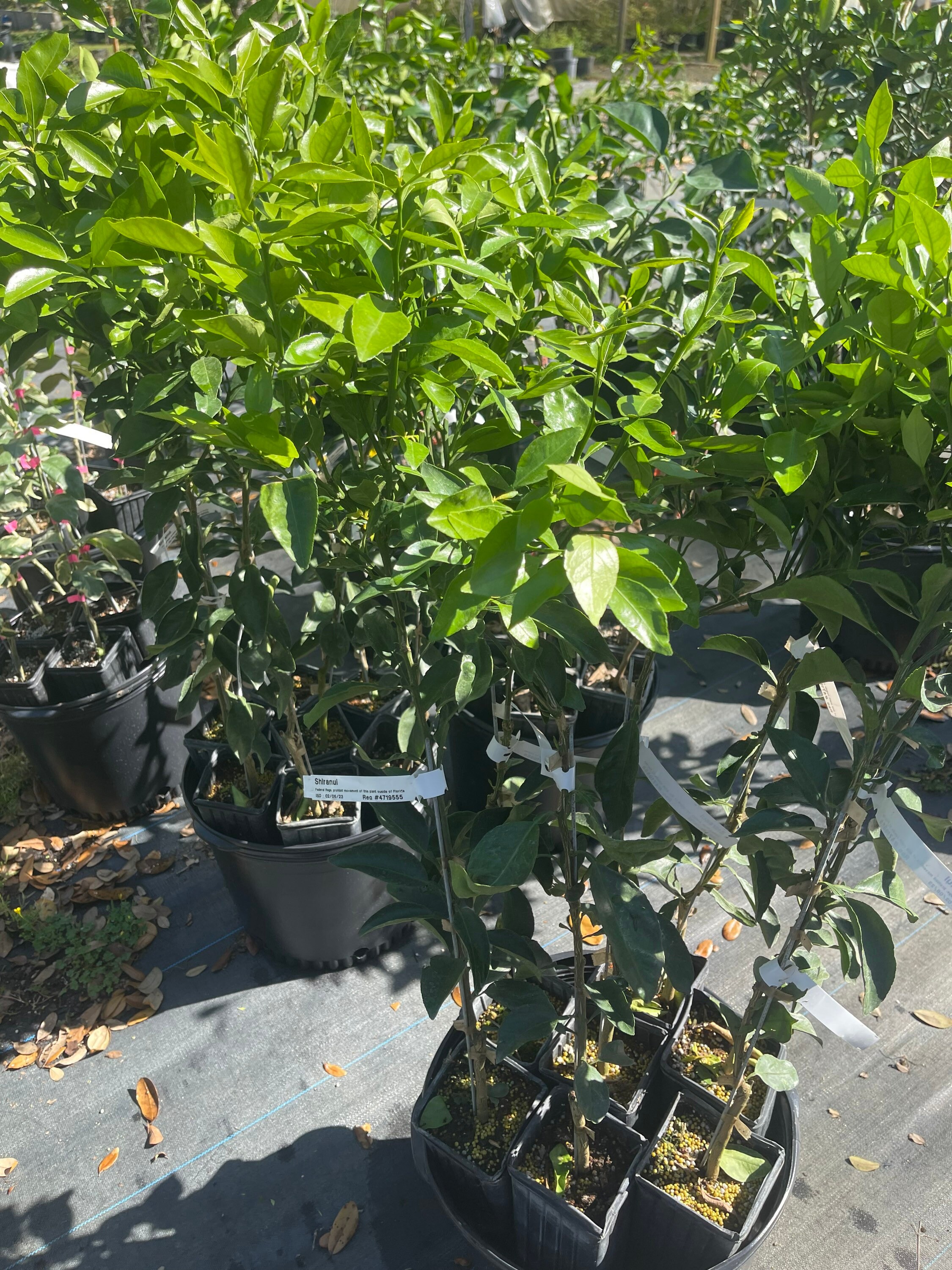 SHIRANUI MANDARIN TREE (grafted). — Vườn Trái Cây Florida