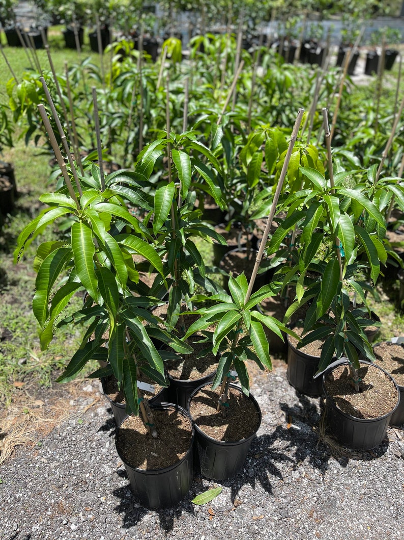 FLORIGON MANGO TREE grafted 3-4 Feet Tall. Free Shipping. - Etsy