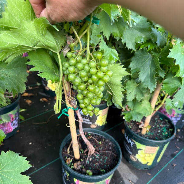 Cotton Candy Grape Vines - Etsy