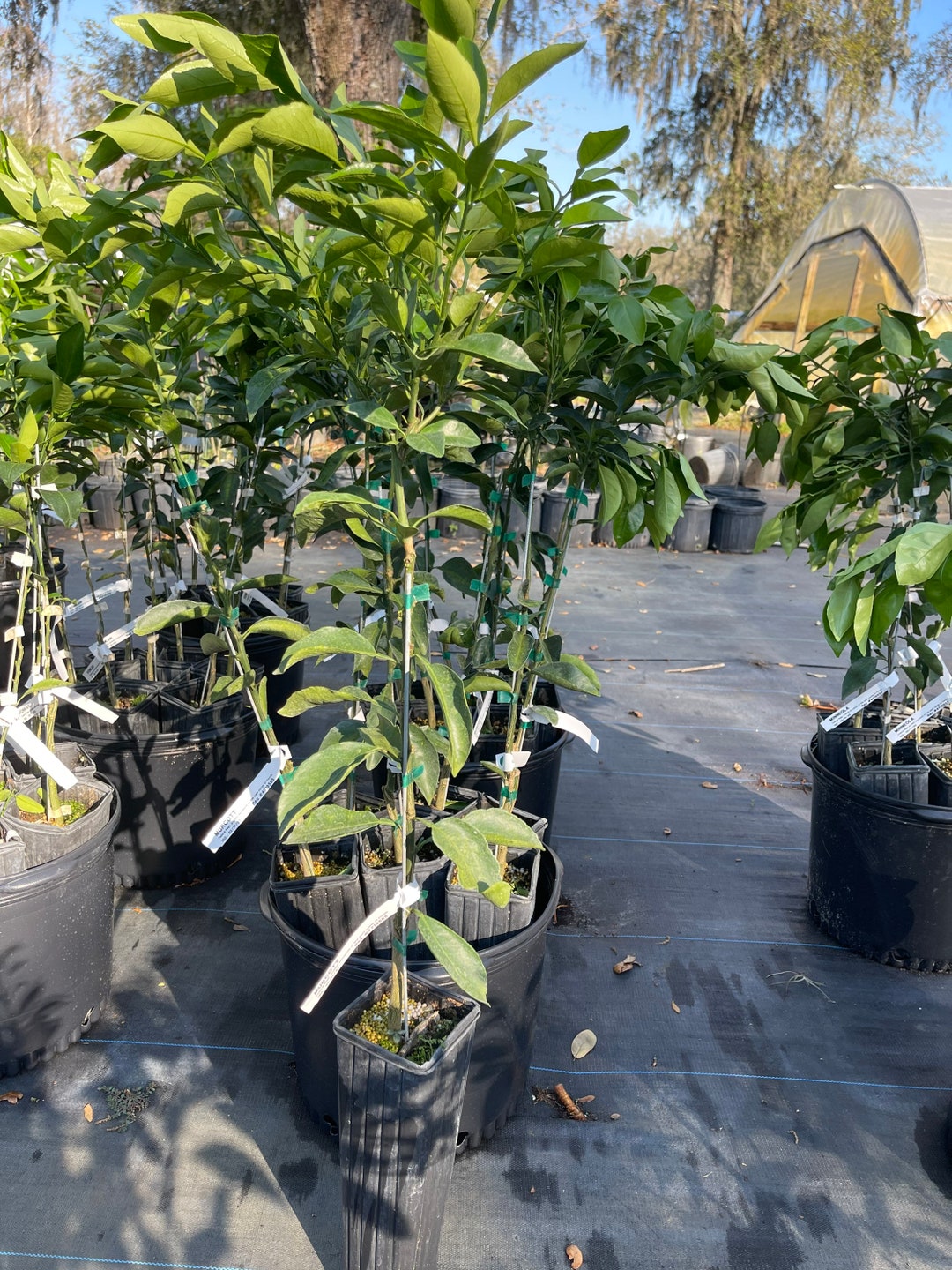 Murcott Tangerine Tree grafted 3 Feet Tall. Free Shipping - Etsy