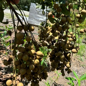 Fresh Longan Fruits From Florida 10 Pounds per Order free Shipping ...