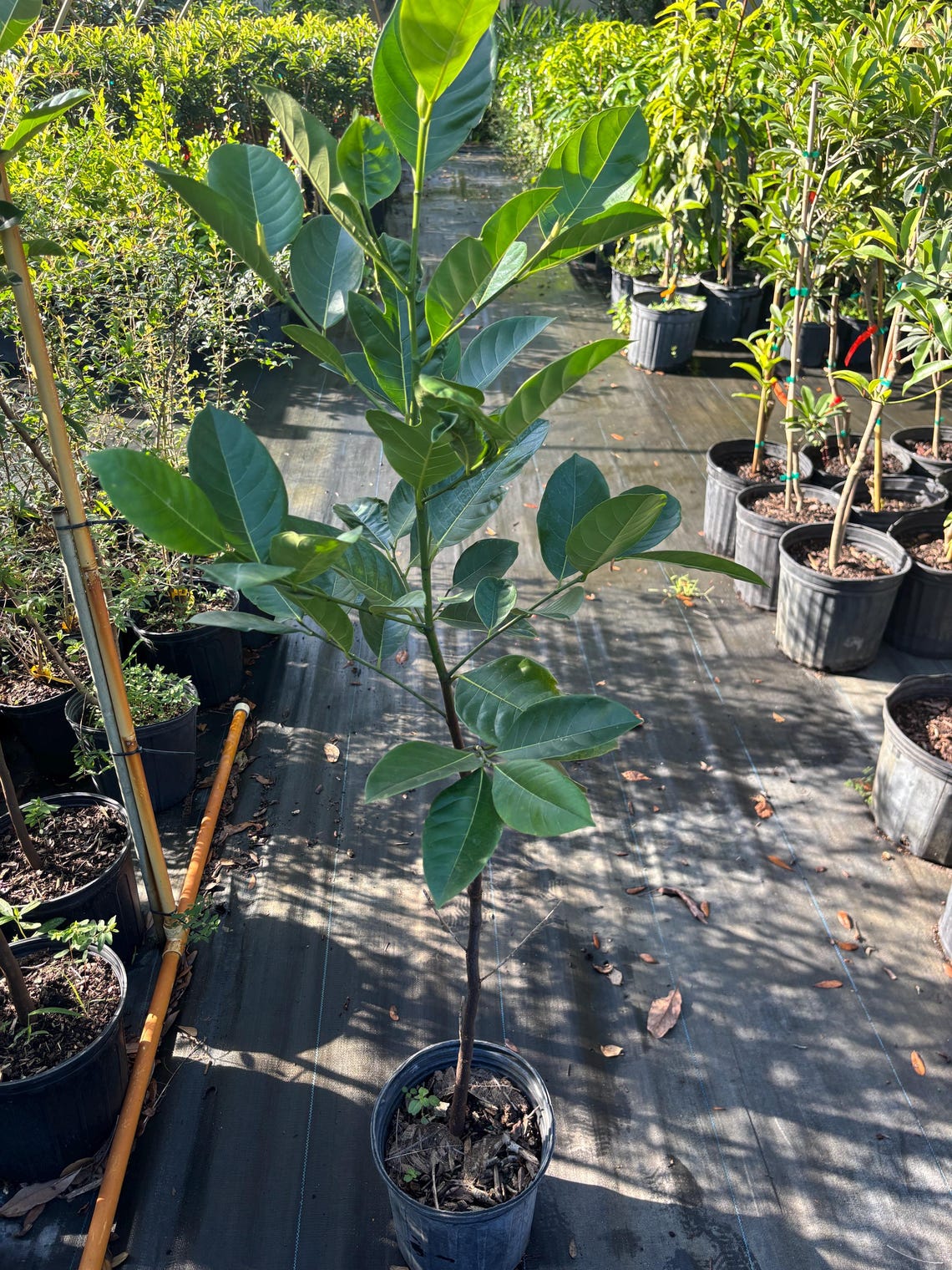 Jackfruit Tree- 3gallon- 2-3 Feet Tall - Etsy