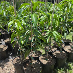 TEBOW MANGO TREE (grafted) 3 Feet Tall. - Etsy