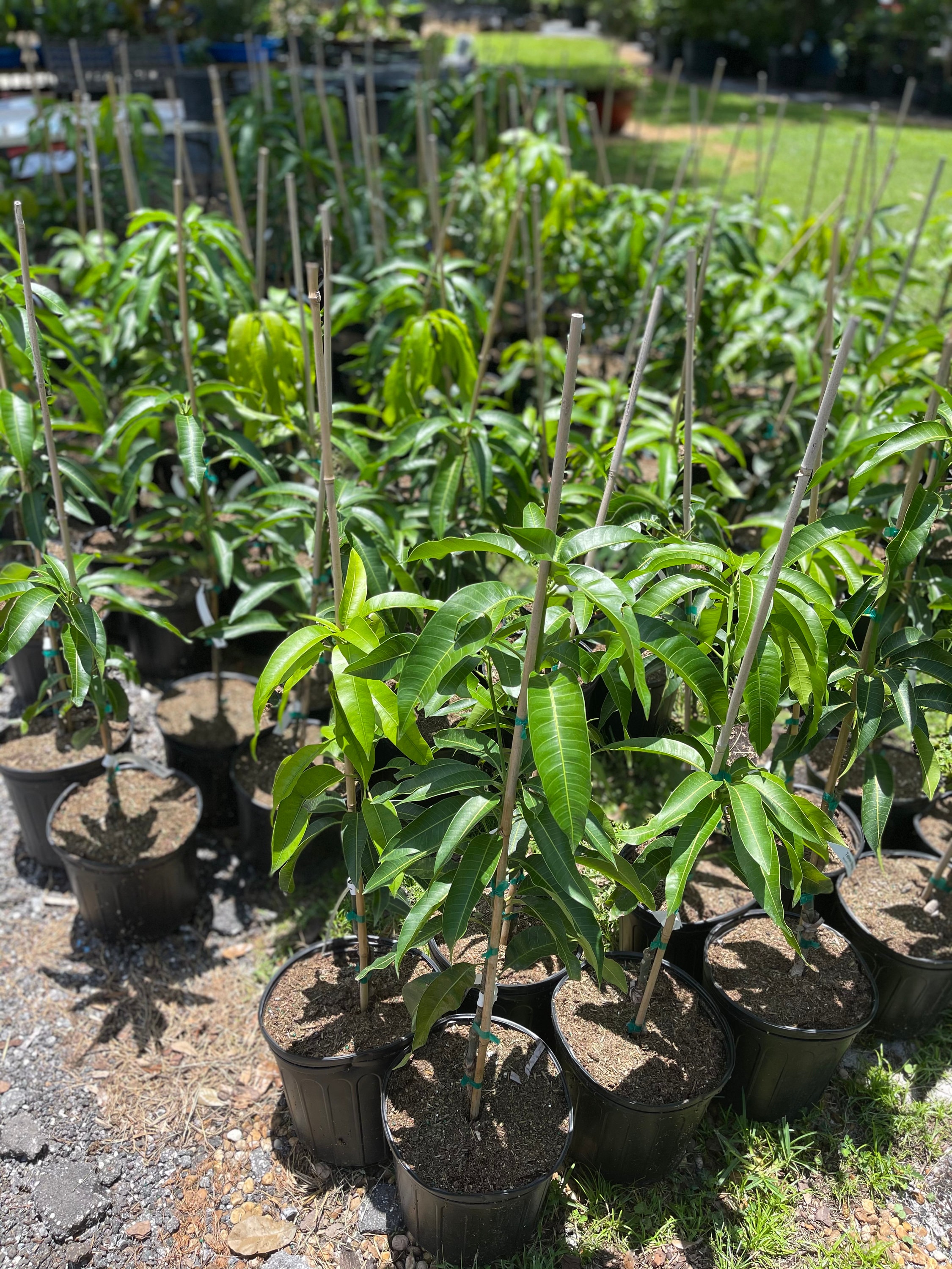 TEBOW MANGO TREE (Grafted) 3 feet tall. Free Shipping. — Vườn Trái Cây ...