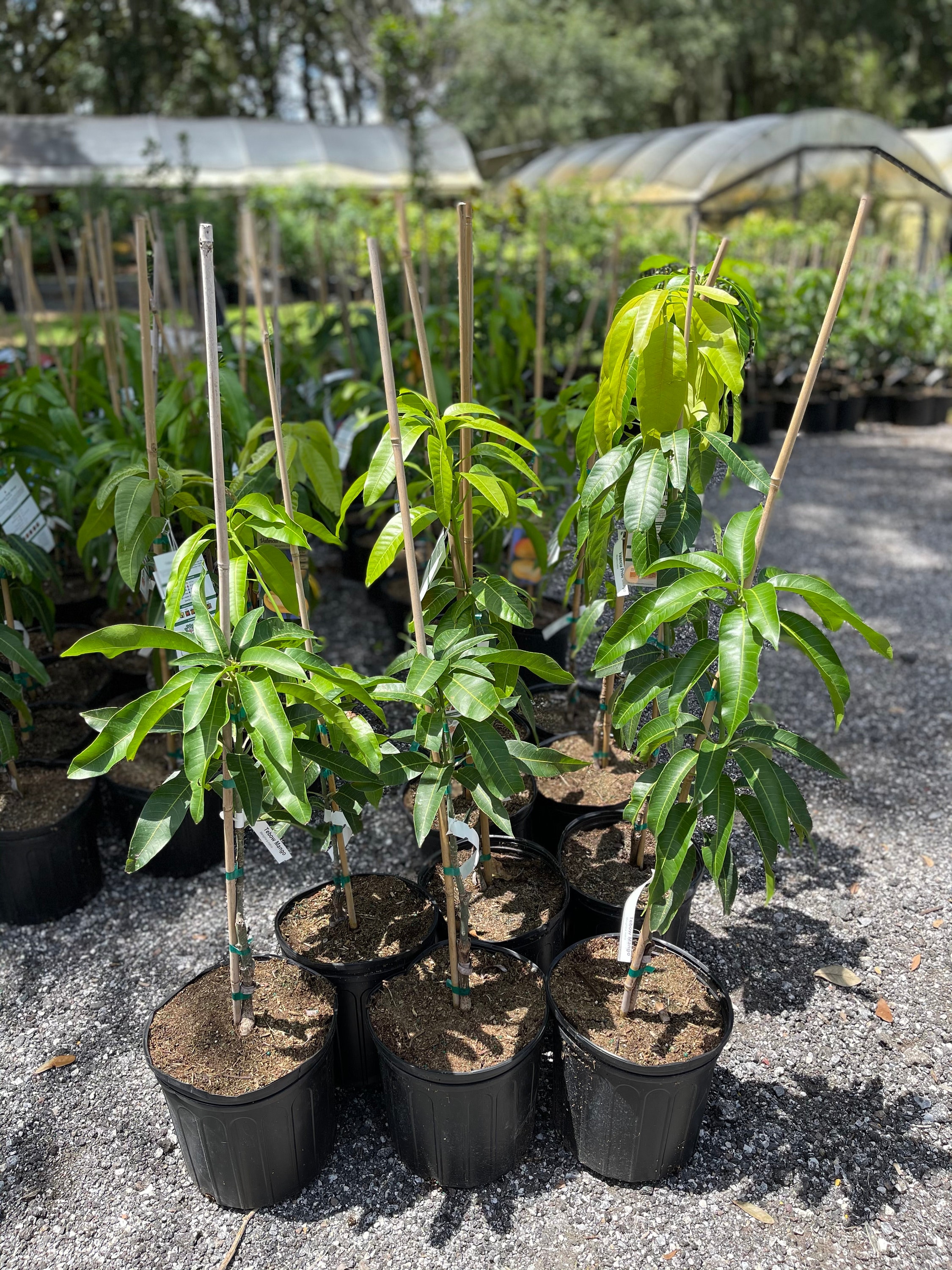 Vườn Trái Cây Florida