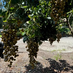 Fresh Longan Fruits From Florida 10 Pounds per Order free Shipping ...