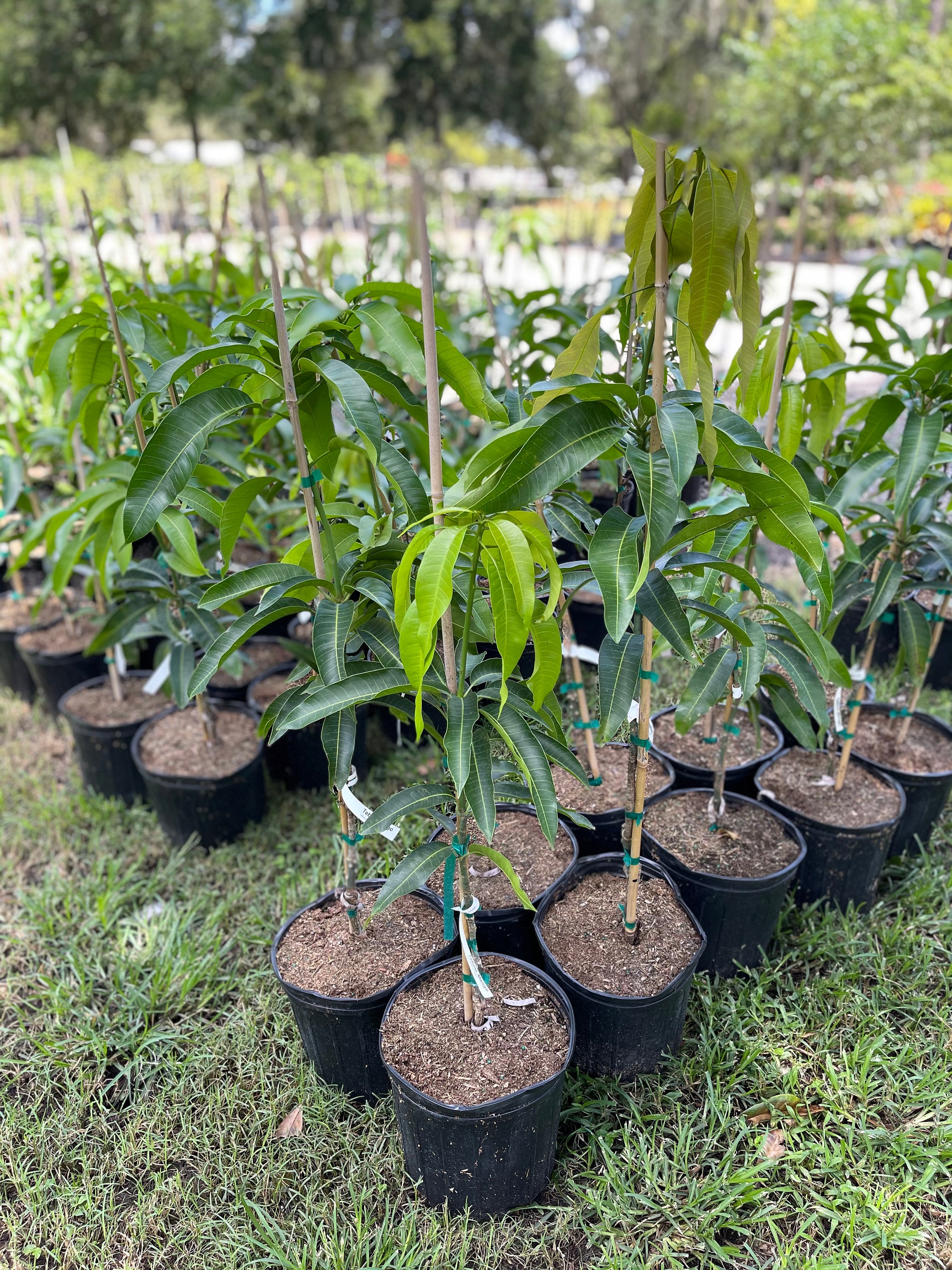 VALENCIA PRIDE MANGO Tree (Grafted) 3-4 feet tall. — Vườn Trái Cây Florida