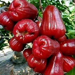 Red Wax Jambu Tree 2-3 Feet Tall - Etsy