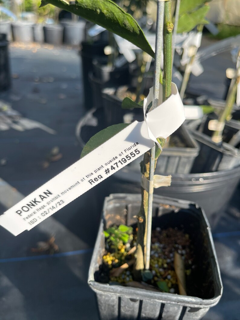 Ponkan Mandarin Tree grafted 3 Feet Tall. Free Shipping. - Etsy