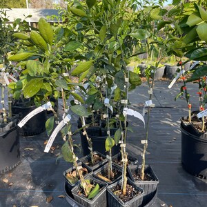 Satsuma Mandarin Tree (grafted) 3 Feet Tall. - Etsy