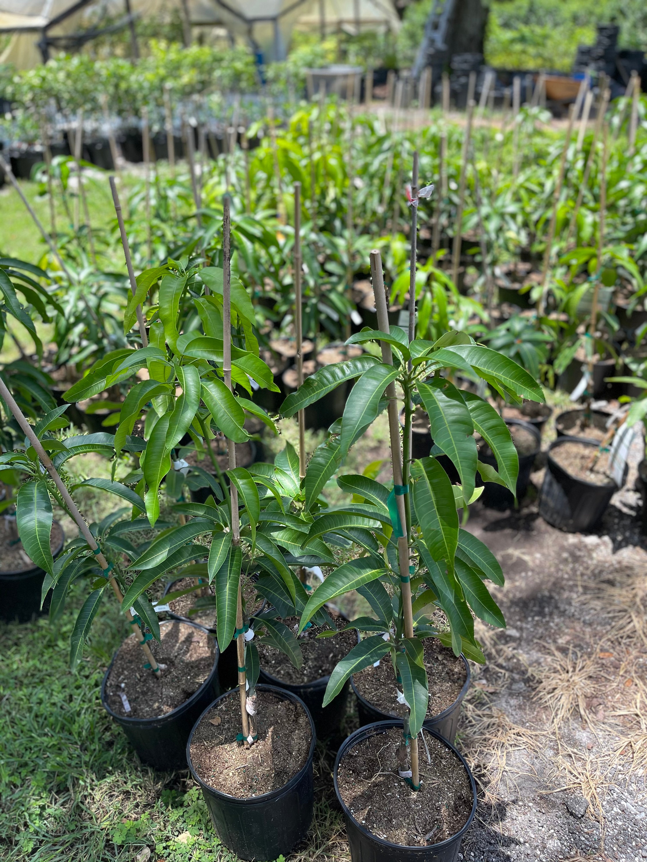 FLORIGON MANGO TREE (Grafted) 3-4 feet tall. — Vườn Trái Cây Florida