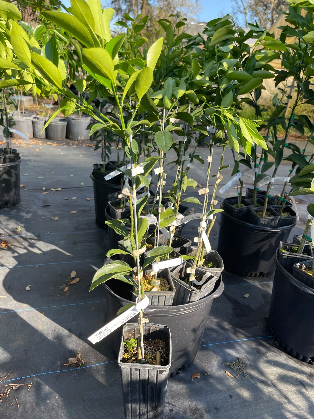 Ponkan Mandarin Tree (grafted) 3 Feet Tall. - Etsy