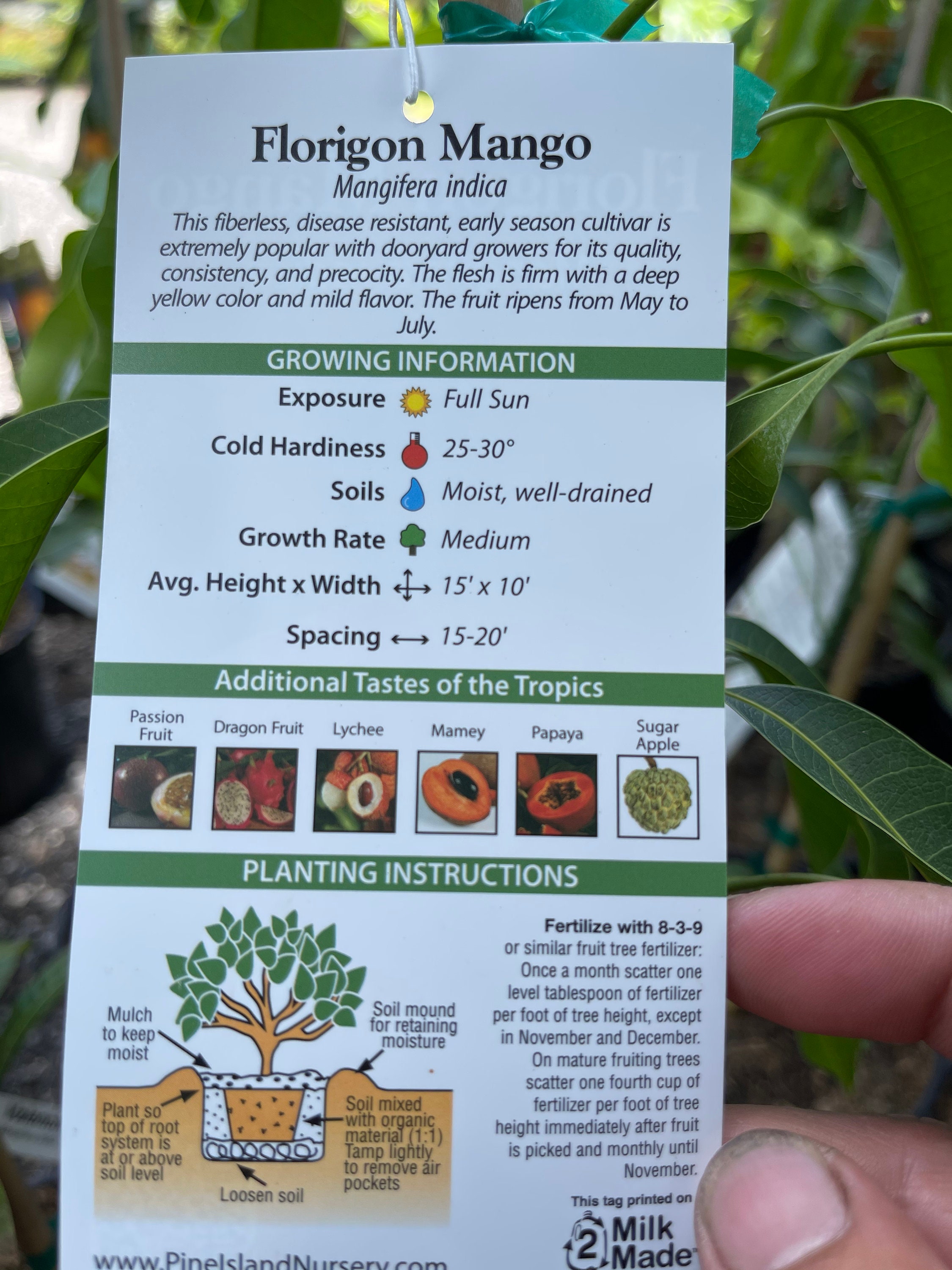 FLORIGON MANGO TREE (Grafted) 3-4 feet tall. — Vườn Trái Cây Florida