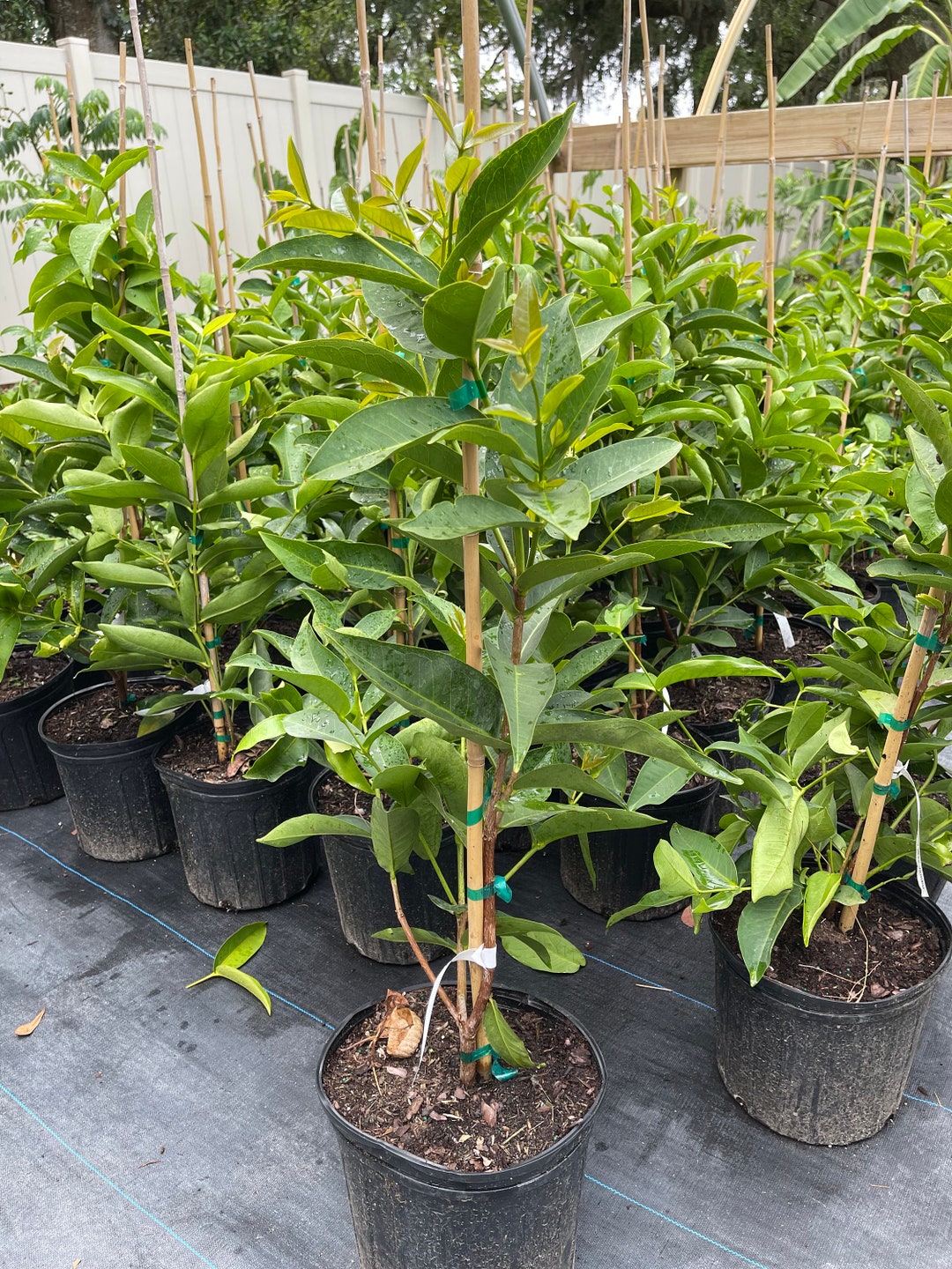 Red Wax Jambu Tree 2-3 Feet Tall - Etsy