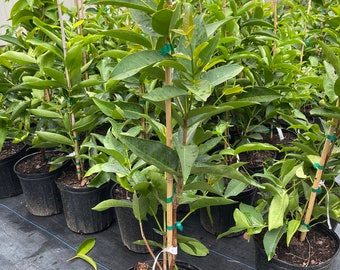 Red Wax Jambu Tree 3ft Tall Will Fruiting Next Year air Layering - Etsy