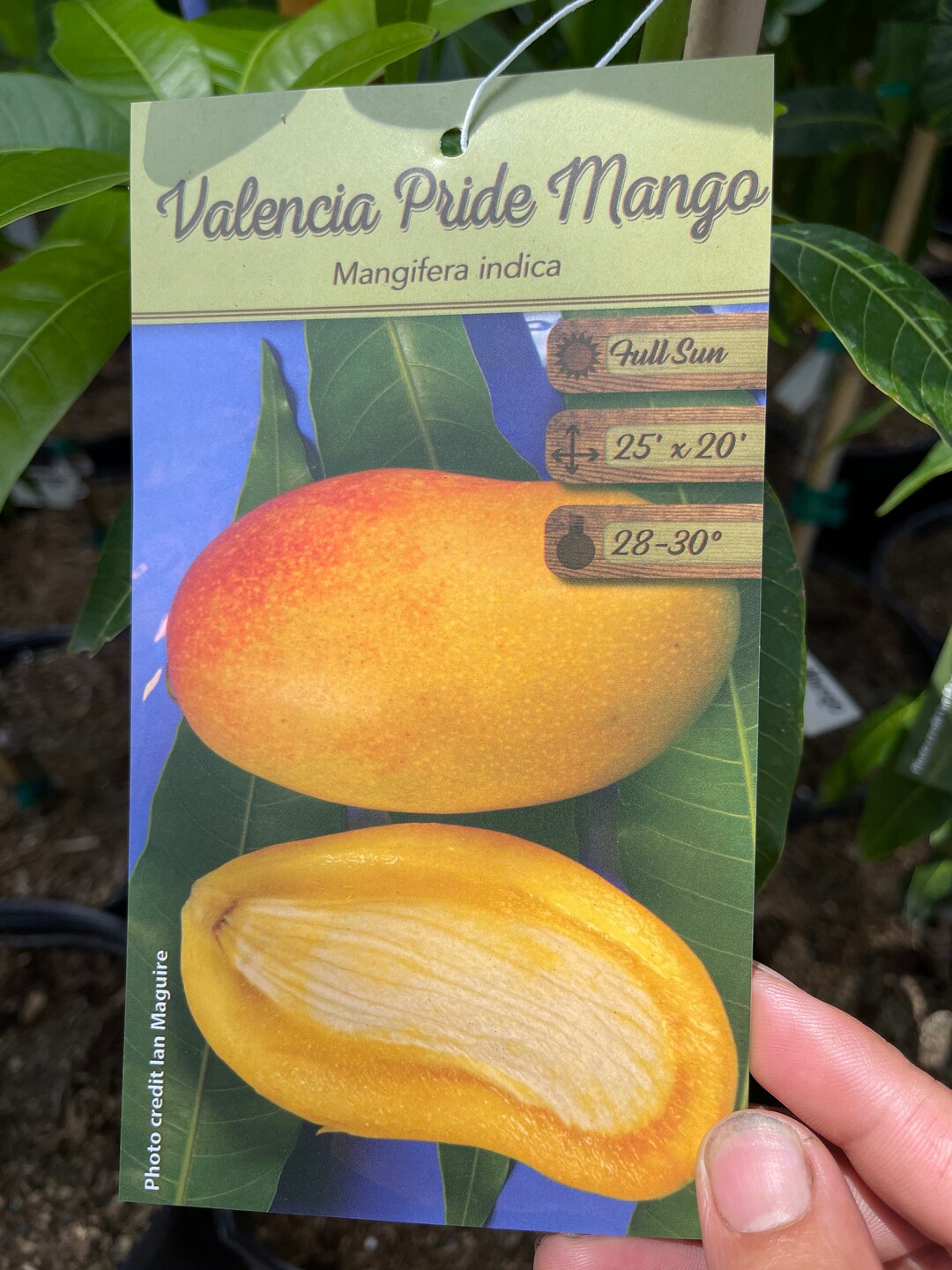 VALENCIA PRIDE MANGO Tree (grafted) 3 Gallon-2-3 Feet Tall. - Etsy