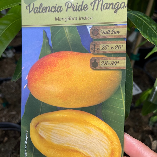 Mango Tree - Etsy