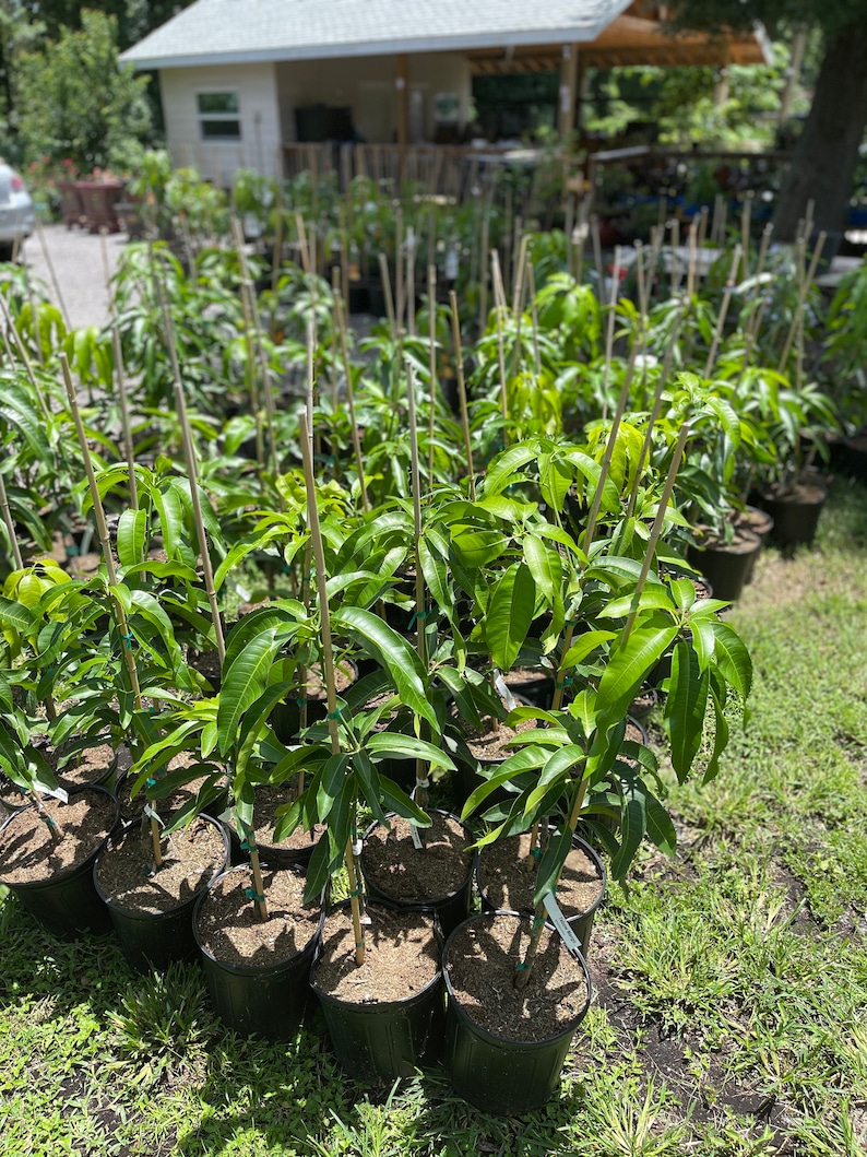 TEBOW MANGO TREE grafted 3 Feet Tall. Free Shipping. - Etsy