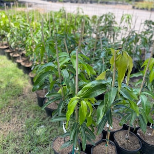 TEBOW MANGO TREE (grafted) 3 Feet Tall. - Etsy