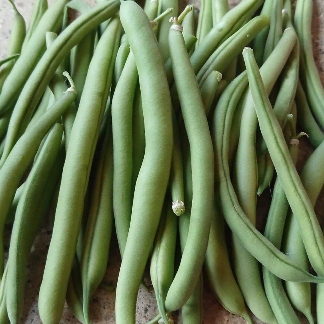 Provider Bean Seeds for Planting | Nongmo Open Pollinated Seeds ...