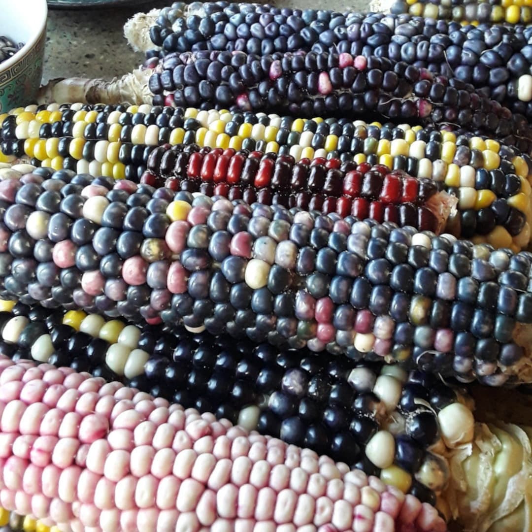 Rare Rainbow Blue Corn Seeds for Planting | Non-gmo, Chemical-free ...
