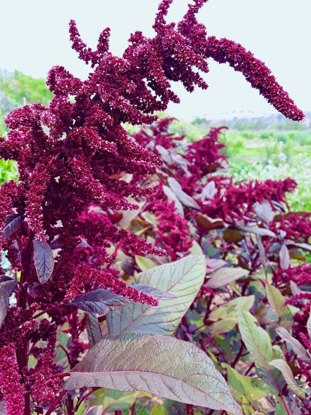 Hopi Red Dye Amaranth Flower Seeds Heirloom Non Gmo for Planting ...
