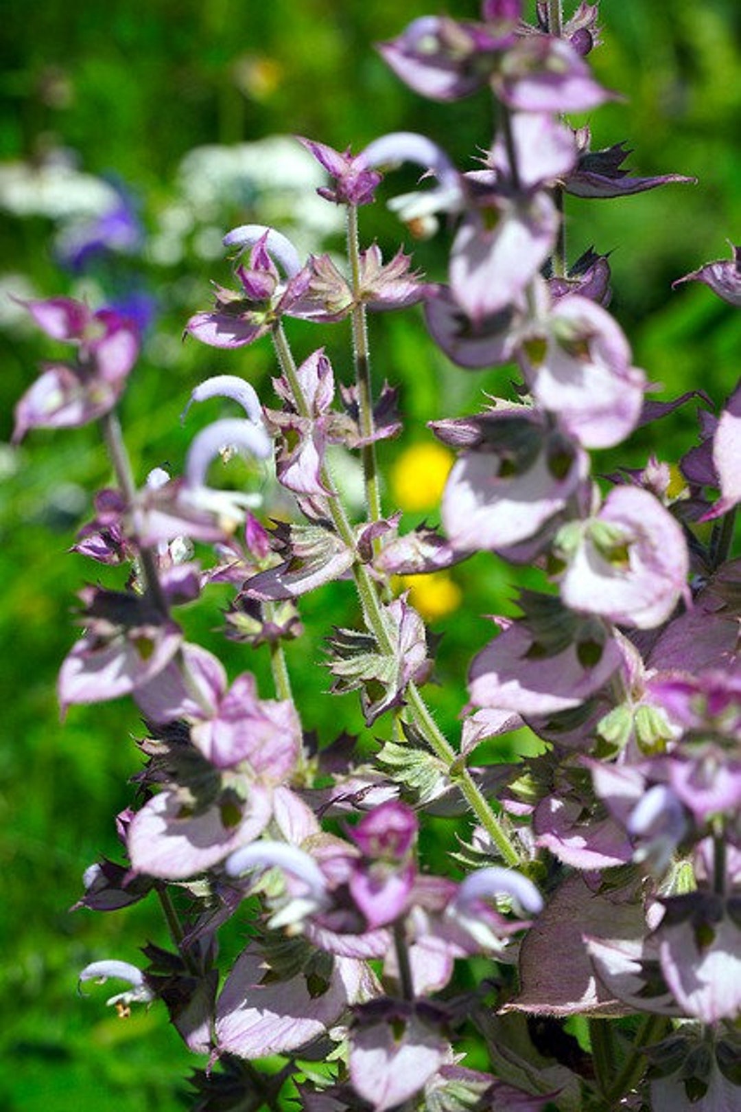 Clary Sage Seeds for Planting | Non GMO, Chemical-free, Landrace Seeds ...
