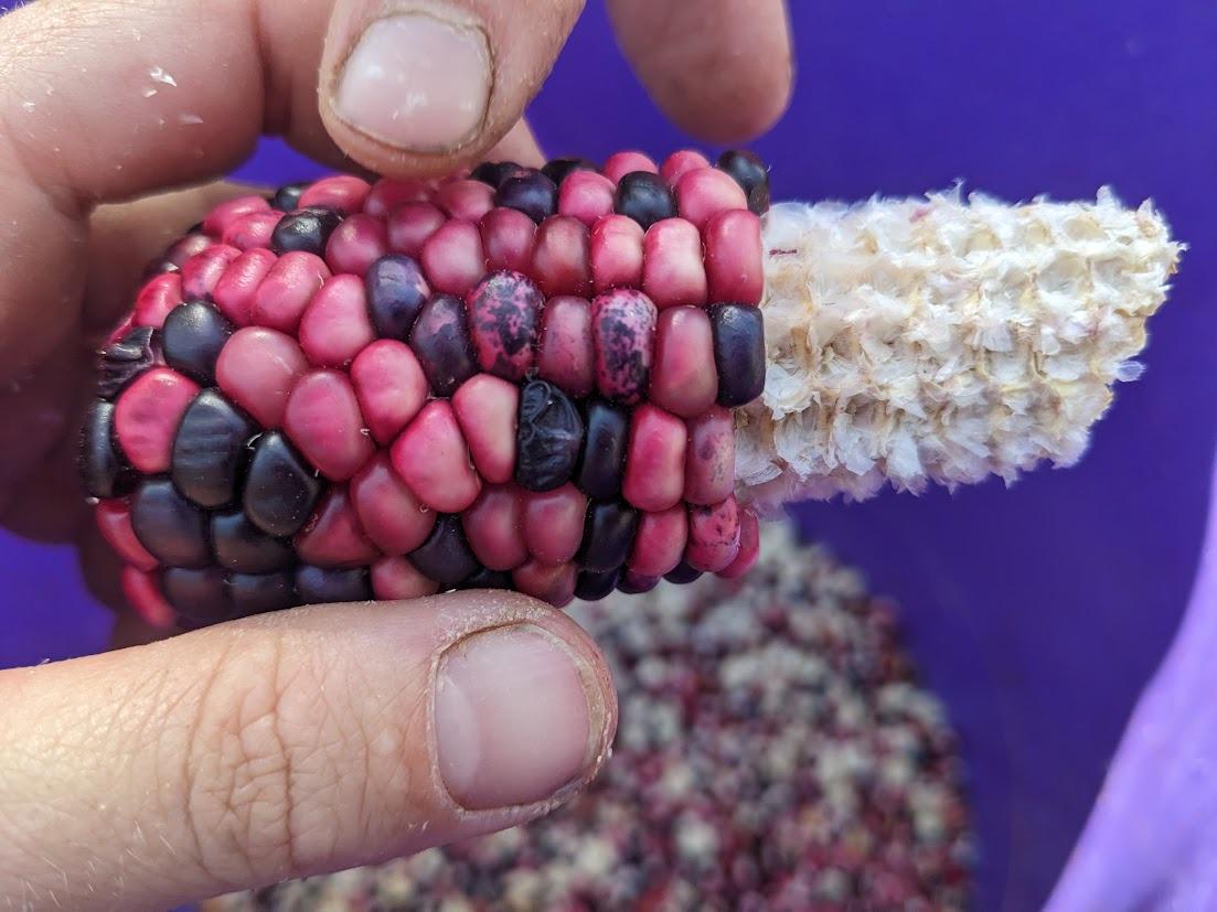 Rare Rainbow Corn: Spotted Dragon for Planting Non-gmo, Chemical-free ...