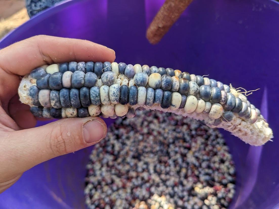 Rare Rainbow Corn: Spotted Dragon for Planting | Non-gmo, Chemical-free ...