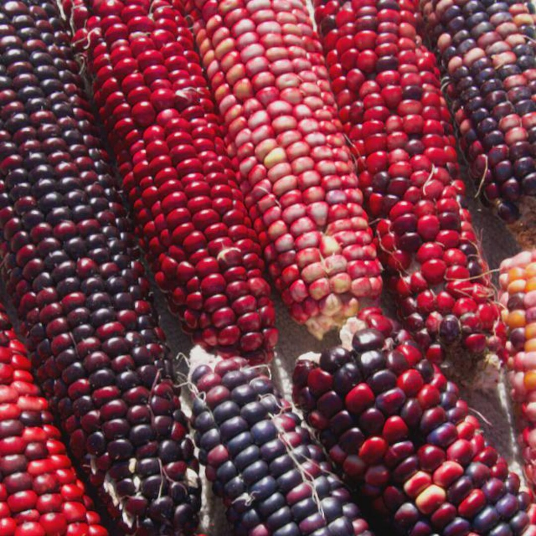 Rare Rainbow Red Corn Seeds for Planting | Nongmo Chemical-free ...