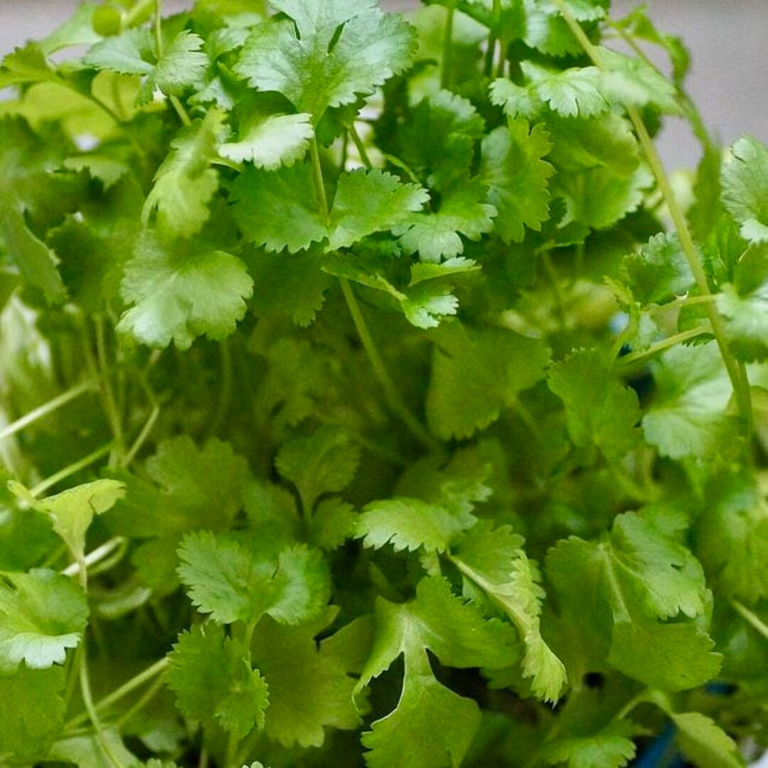 Slow Bolt Cilantro Seeds for Planting | Non GMO, Chemical-free ...