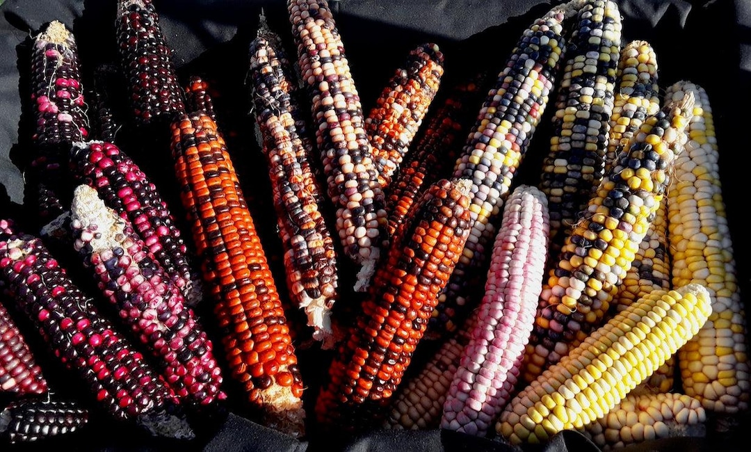 Rare Rainbow Corn: Spotted Dragon for Planting | Non-gmo, Chemical-free ...