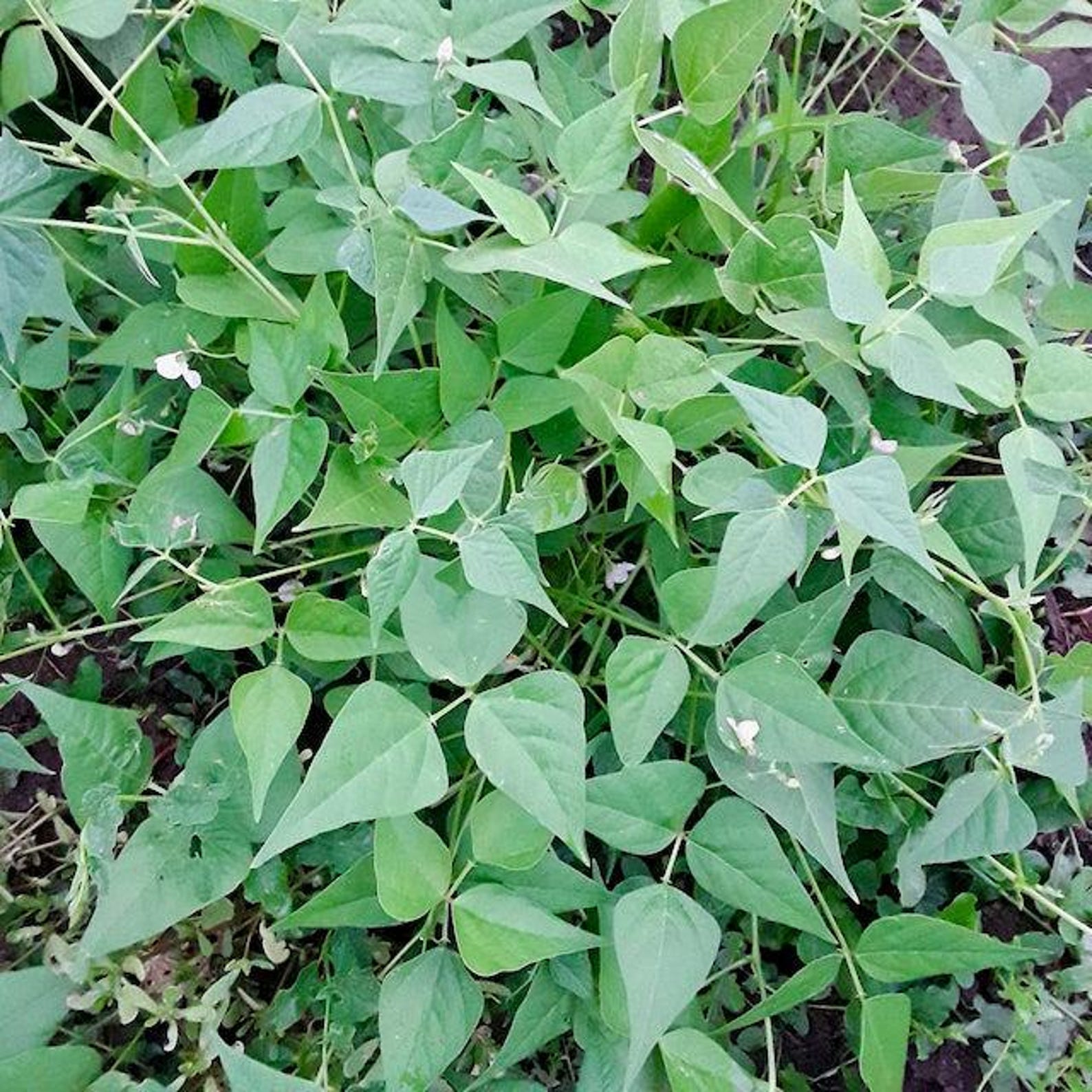 Tepary Bean Seeds for Planting | Non GMO, Chemical-free | Colorful ...