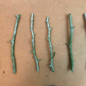 Mimosa Tree Cuttings, 6 Unrooted Cuttings 7-8 Inches for Propagation - Etsy
