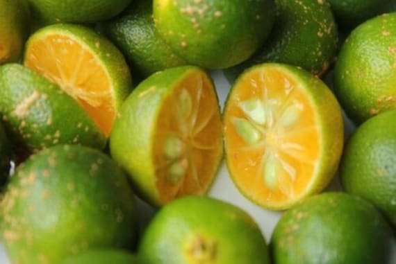 20 Calamansi Calamondin Lime Seeds - Etsy