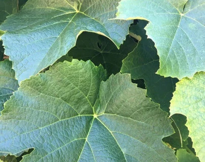 Dolmathes stuffed Grape Leaves - Etsy