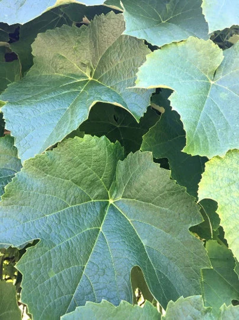 50 Fresh Hand-picked Organic Grape Leaves - Etsy