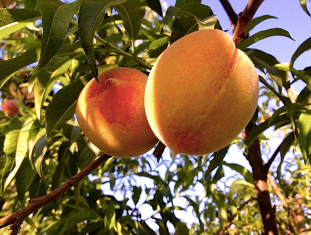 4 Elberta Peach Tree Unrooted Cuttings for Propagation – Freestone ...