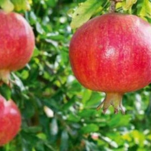 Four (4) EVERSWEET POMEGRANATE TREE Non-rooted Cuttings 7-8 Inches - Etsy