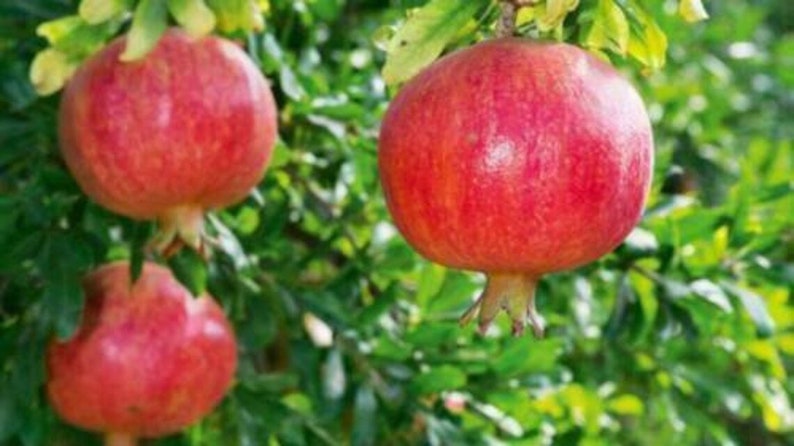 Four (4) EVERSWEET POMEGRANATE TREE Non-rooted Cuttings 7-8 Inches - Etsy
